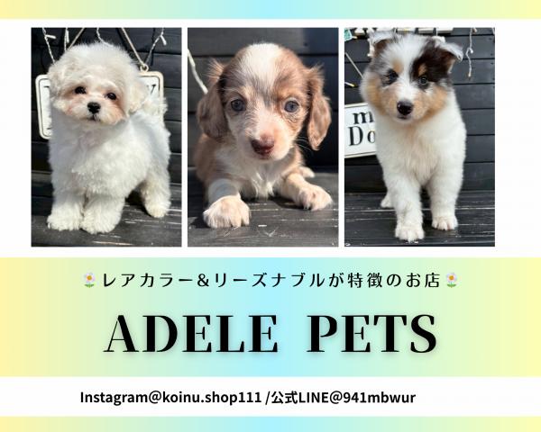 ADELE PETS（埼玉県） - 子犬や子猫たちのペット販売情報が満載「ペットステーション」